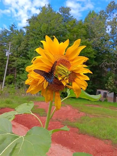 Beautiful Sunflower 🌻🌻 Flower Farmer Sunflower Scientific Name