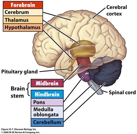 Identify The Structures Of The Hindbrain And Describe Their Functions