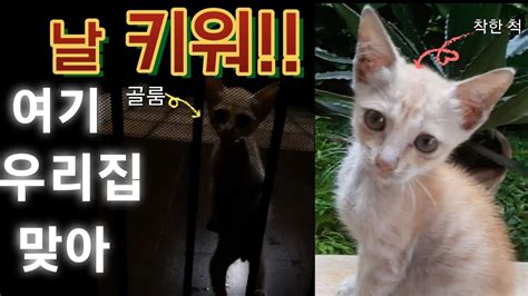 새끼고양이 간택 냥줍 아깽이의 간택클라쓰 어린 길냥이한테 간택당했습니다 Youtube