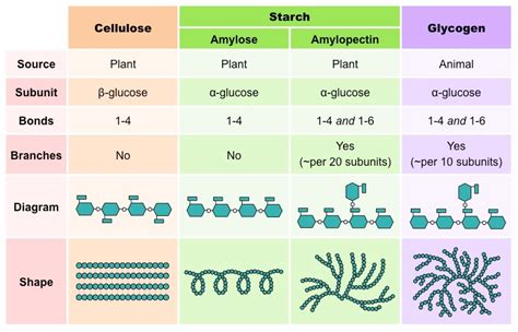 Structure Of Polysaccharides