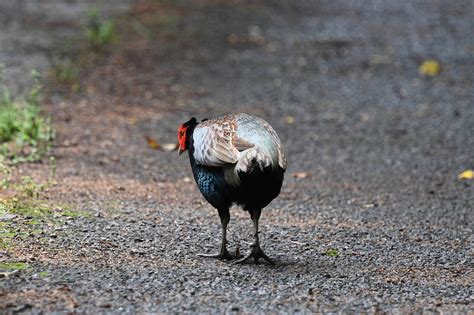5月30日 仲良くあそぶキジ 鳥見備忘録Ⅲ