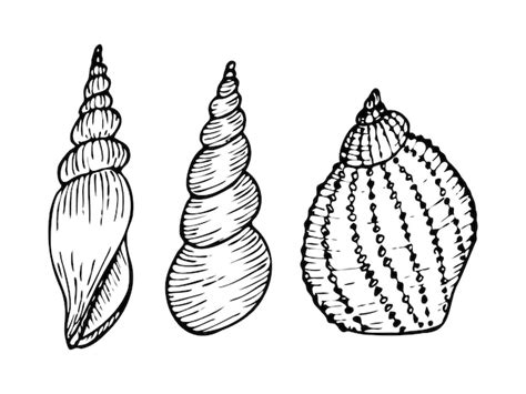 Premium Vector A Set Of Vector Seashell Line Art Illustrations Hand