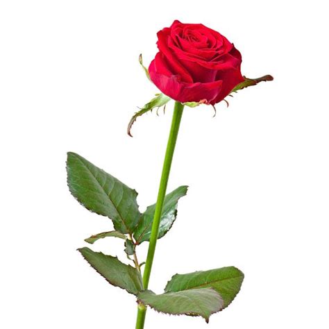 Rosa Envío De Floresposdata