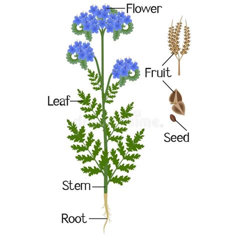 Parts Of Phacelia Plant On A White Background Stock Vector