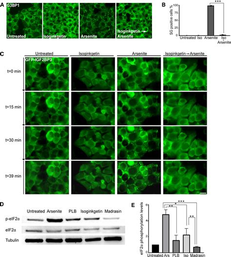 Figure 4 From Nuclear Rna Related Processes Modulate The Assembly Of