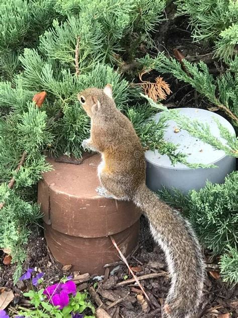 An Eastern Gray Squirrel Sciurus Carolinensis In A Garden Stock