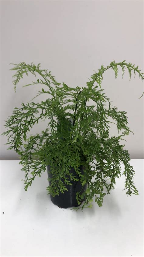 Asplenium Bulbiferum 12cm Springvale Garden Centre