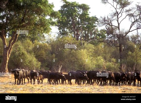 Large Herd Of Cape Buffalo In Warm Evening Light Near Savuti South Camp