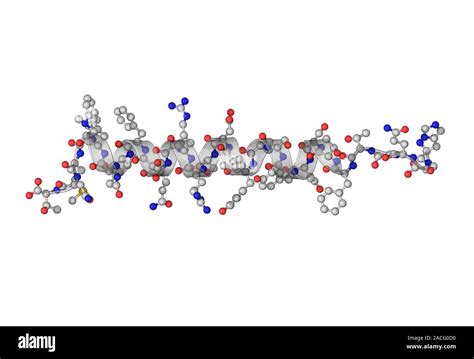 Glucagon Hormone Molecule Computer Model Showing The Structure Of The Human Hormone Glucagon