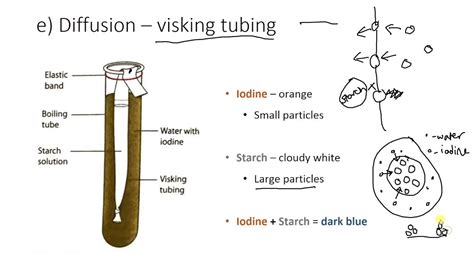 Dialysis Tubing Experiment With Glucose And Starch
