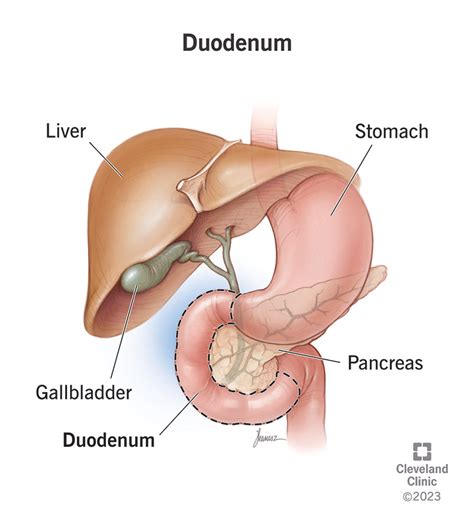 Duodenum What It Is Function Location And Concerns
