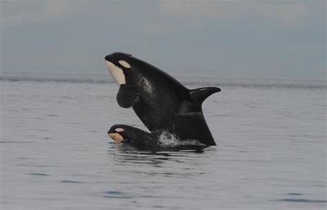 Inbreeding Is Hampering Population Growth For Orcas Study Finds Cbc News
