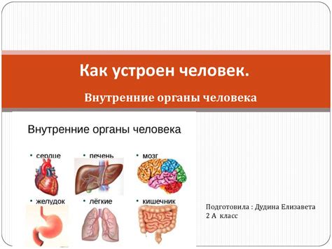 Как устроен человек Внутренние органы человека презентация онлайн