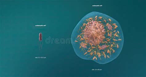 Eukaryote Any Cell Or Organism That Possesses A Clearly Defined