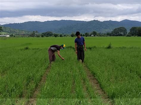 ကသာခရိုင်၊ အင်းတော်မြို့နယ်တွင် မိုးစပါးစိုက်ခင်းများတွင် ပိုးမွှားရောဂါ ကျရောက်မှု ရှိ မရှိ ကွင