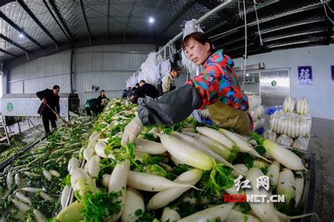 人勤春早 衡阳县关市蔬菜基地收种忙 县市区 衡阳站 红网