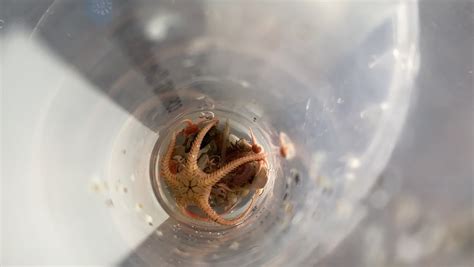 불가사리 조개 Pixabay의 무료 사진