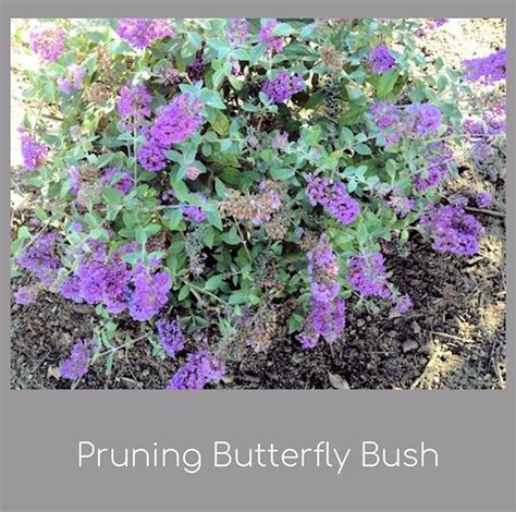 A Guide To Northeastern Gardening Pruning Buddleia Butterfly Bush