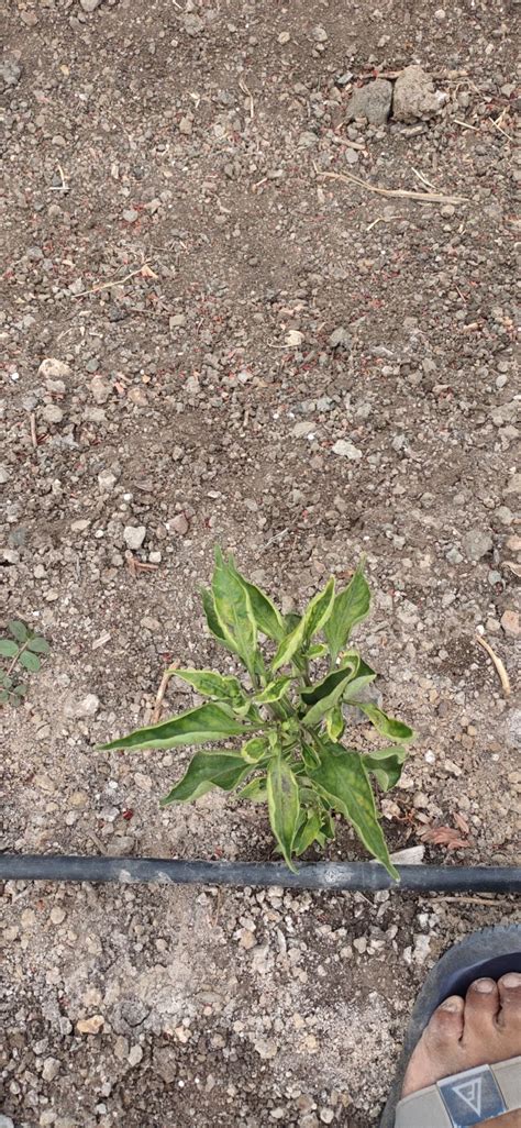 Sarthak Patidar On Linkedin Kalashseed