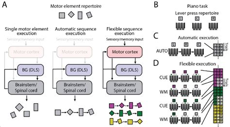 Addressing The Role Of Motor Cortex In The Execution Of Automatic And Download Scientific