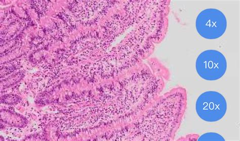 组织病理学实验