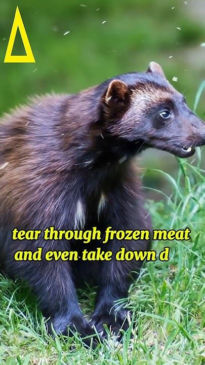 Wolverine Tiny But Terrifying 🐾wolverinewildlifefacts