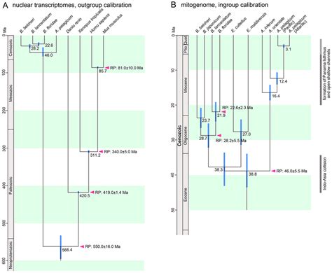 Divergence Time Estimates In Amphioxus Lineage A Estimate Based On Download Scientific