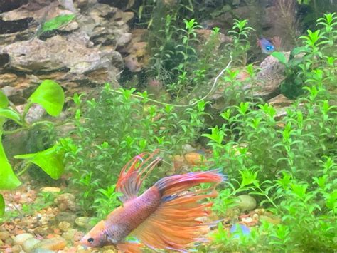 Easy Root Tabs Plants Algae And Fertilizers Aquarium Co Op Forum