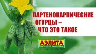 Огурец Мечта дачника: отзывы, описание сорта, фото, видео, отзывы ...
