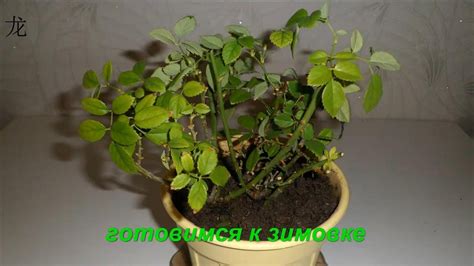 Уход за комнатной розой готовимся к зимовке Цветоводство с Оксаной