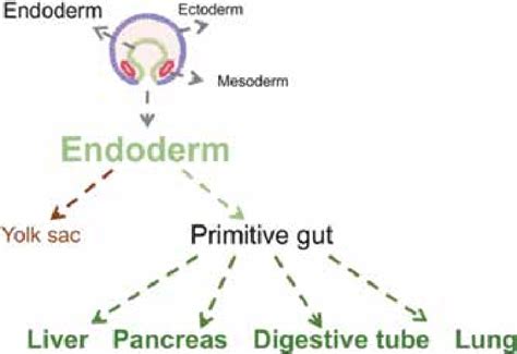Summary Of Organs Originated From Endoderm Download Scientific Diagram