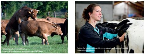 Choosing The Best Reproductive Strategy For A Cattle Herd The Cattle Site
