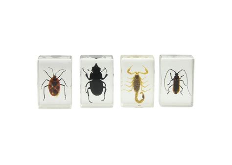 Celestron 3d Bug Specimen Kit 1 Price Chat