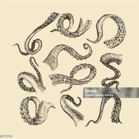 문어의 촉수 일러스트 세트 벡터의 필러 스케치 조각 스타일의 팔프의 그림 촉수에 대한 스톡 벡터 아트 및 기타 이미지 촉수 문어 문신 Istock