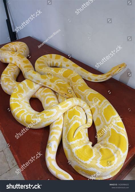Adult Albino Burmese Python Model Stock Photo 1426998425 Shutterstock
