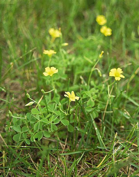 33 Lawn And Garden Weeds How To Identify And Control Them