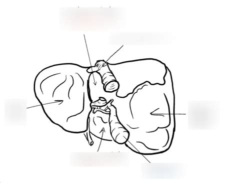 Liver Pt 2 Diagram Quizlet