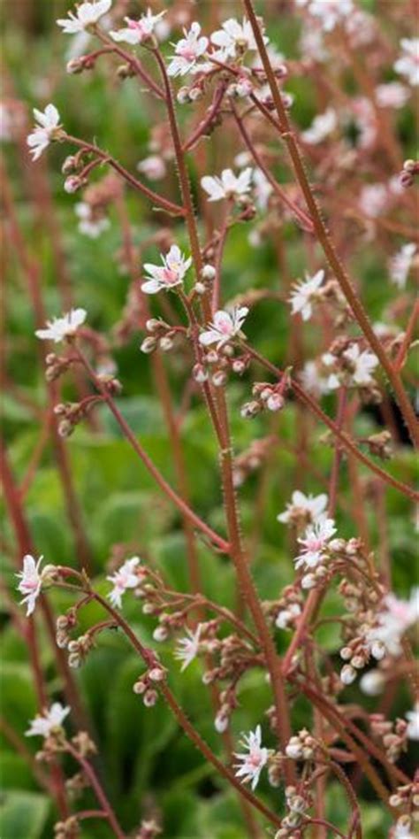 Genus - Saxifraga