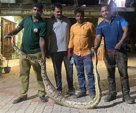 The python was caught ஆடட வழஙகய மலபபமப படபடடத