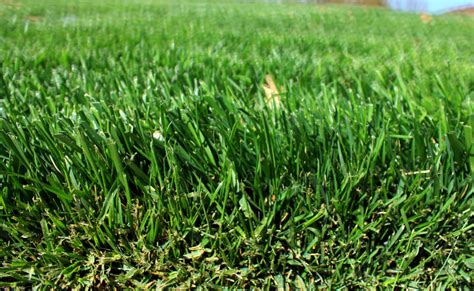 Grass 101 The Earths Blanket DOZR