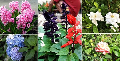 12 Best Plants Grow From Cuttings Plants Propagation By Stem Cuttings