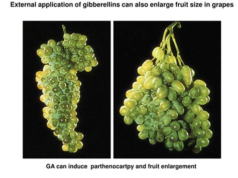 Ppt Gibberellins Plant Physiology Ii Bs Botany 7 Th Semester Powerpoint Presentation Id643406