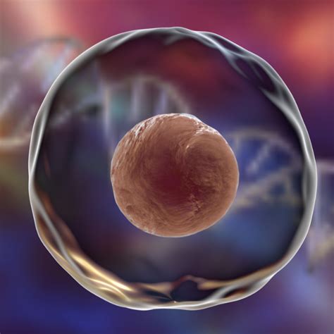 10th Anniversary Of The Perinatal Stem Cell Society Virtual