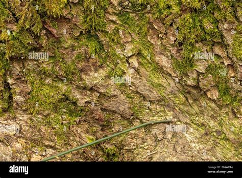Very Close Up And Interesting Natural Patterns And Textures On The Trunk Of Trees Natural