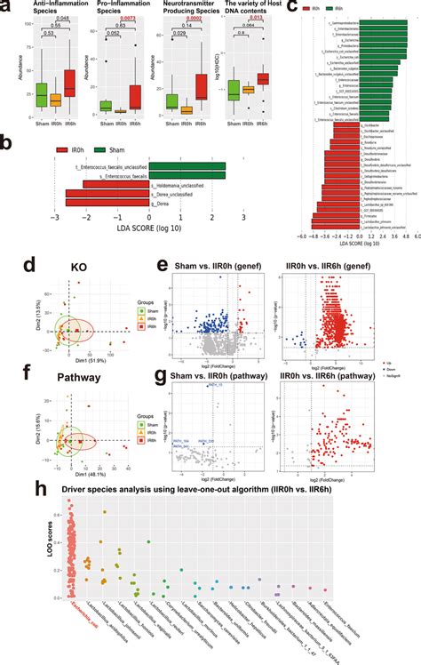 Taxonomic And Functional Analysis Of Gut Microbiome During Iir A