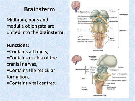 Midbrain Diencephalon Pptx