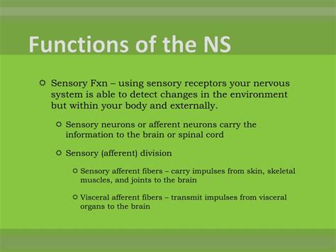 PPT Nervous Tissue PowerPoint Presentation Free Download ID 2053729