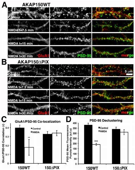 Glua1 And Psd 95 Are Not Removed From Synapses Following Nmda Cltd In Download Scientific