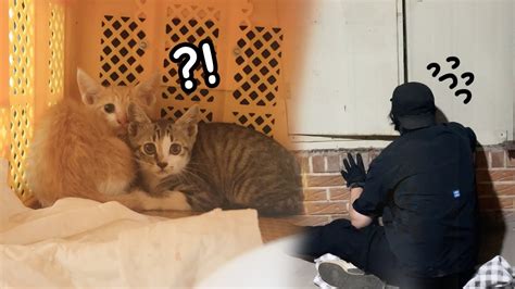 하마터면 엄마 잃은 아기고양이 될뻔🥹 20시간 기다린 끝에 희야즈 고양이가족 구조 성공했어요 Youtube