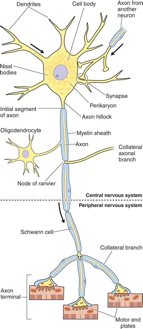 Nervous Tissue Diagram